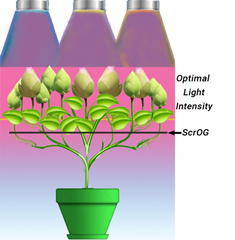 Optimal_light_0e6aba53-4c6e-4b54-bde1-f17d4fe118df_medium.png?v=1468942365